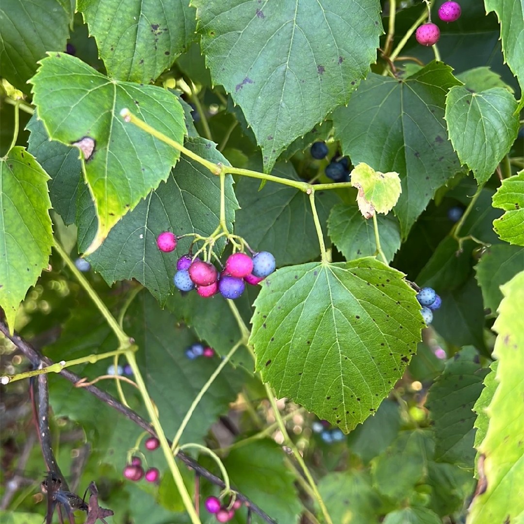 What Is A Heart Shaped Leaf Called - Infoupdate.org