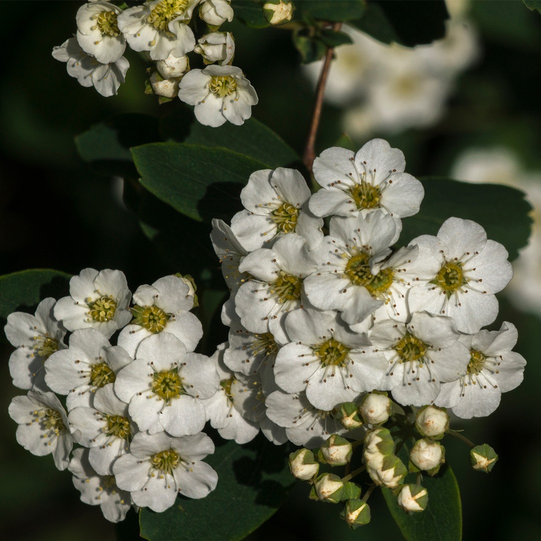 Spiraea nipponica - PictureThis