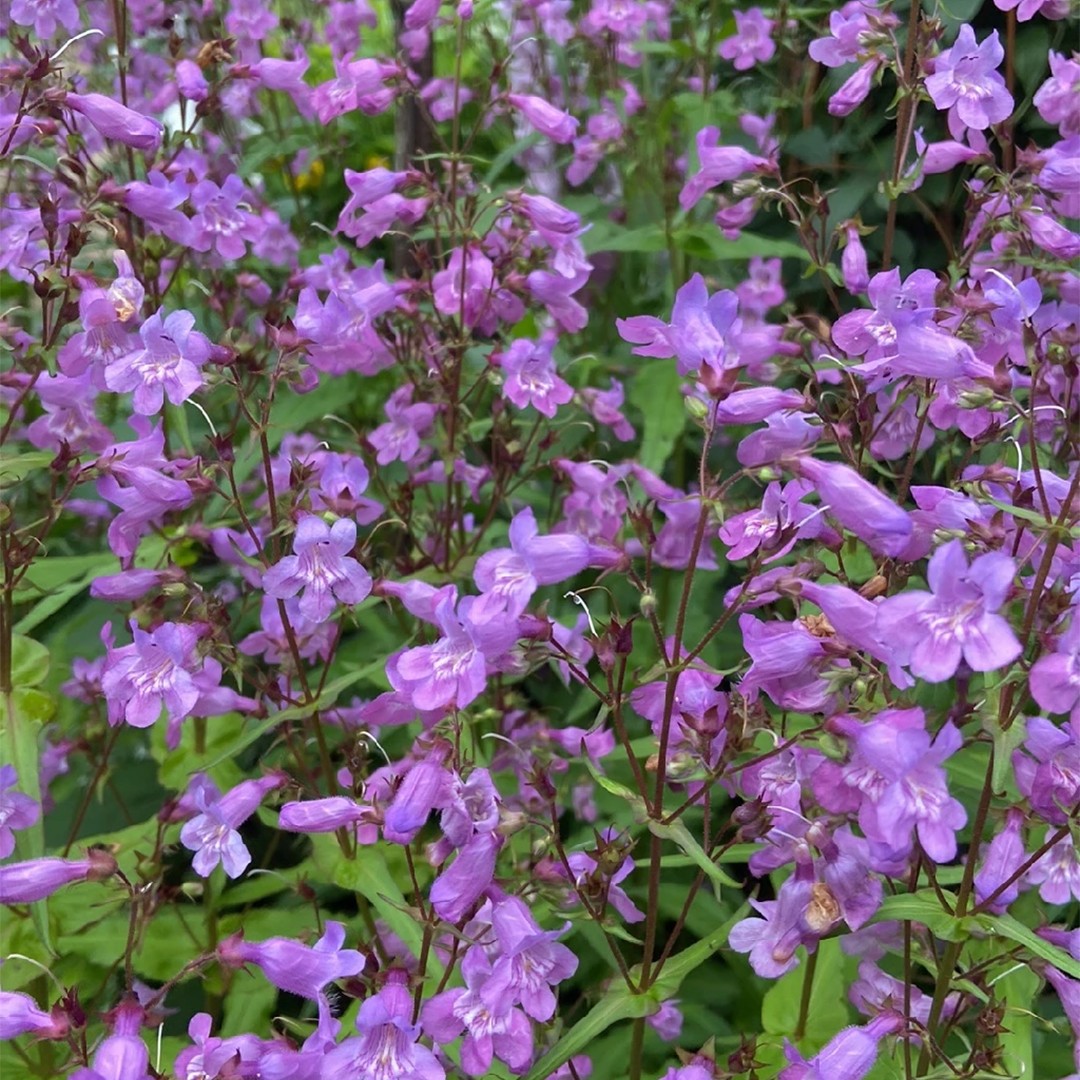 Rosa Banksiae Normalis