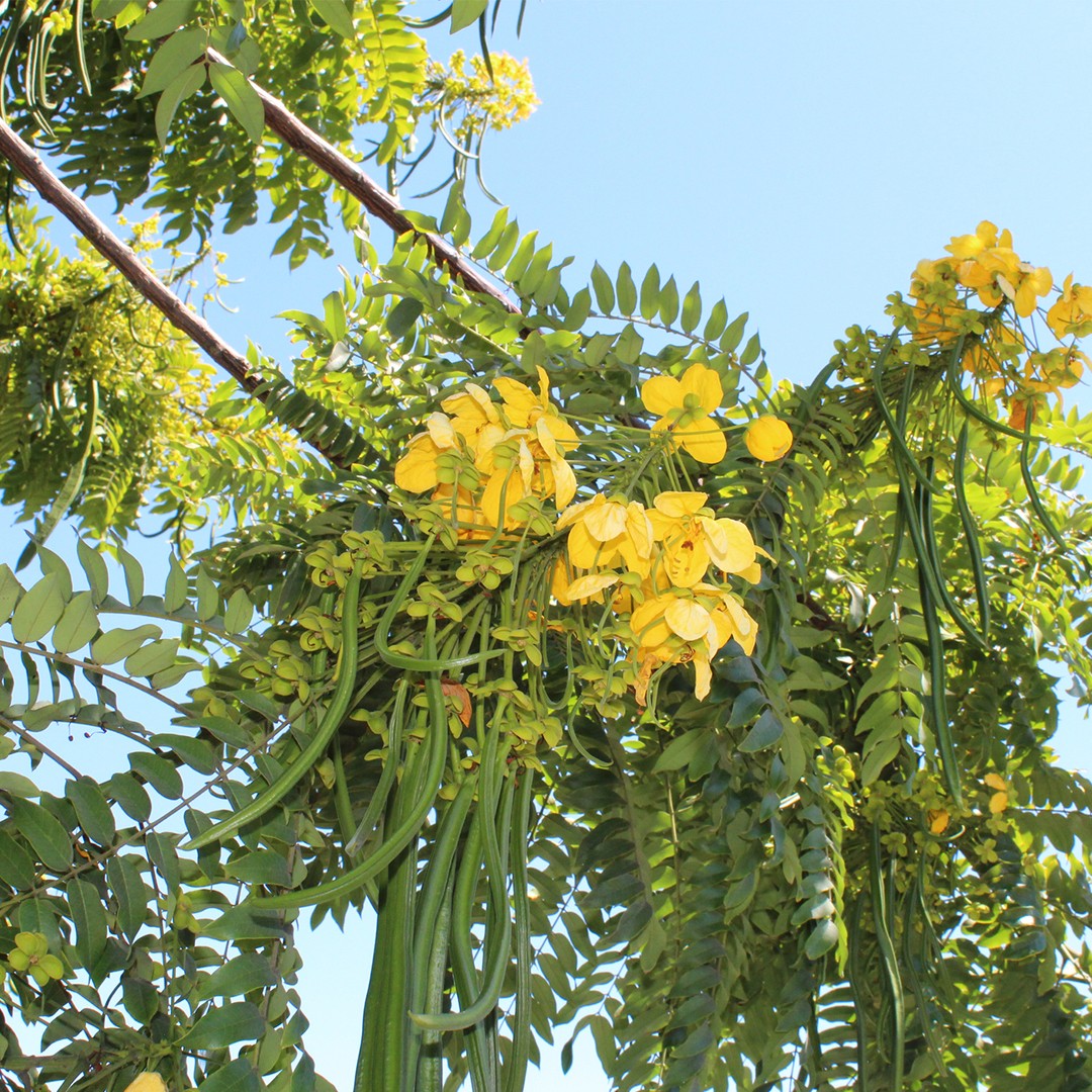 How to identify Gold medallion tree (Cassia leptophylla)