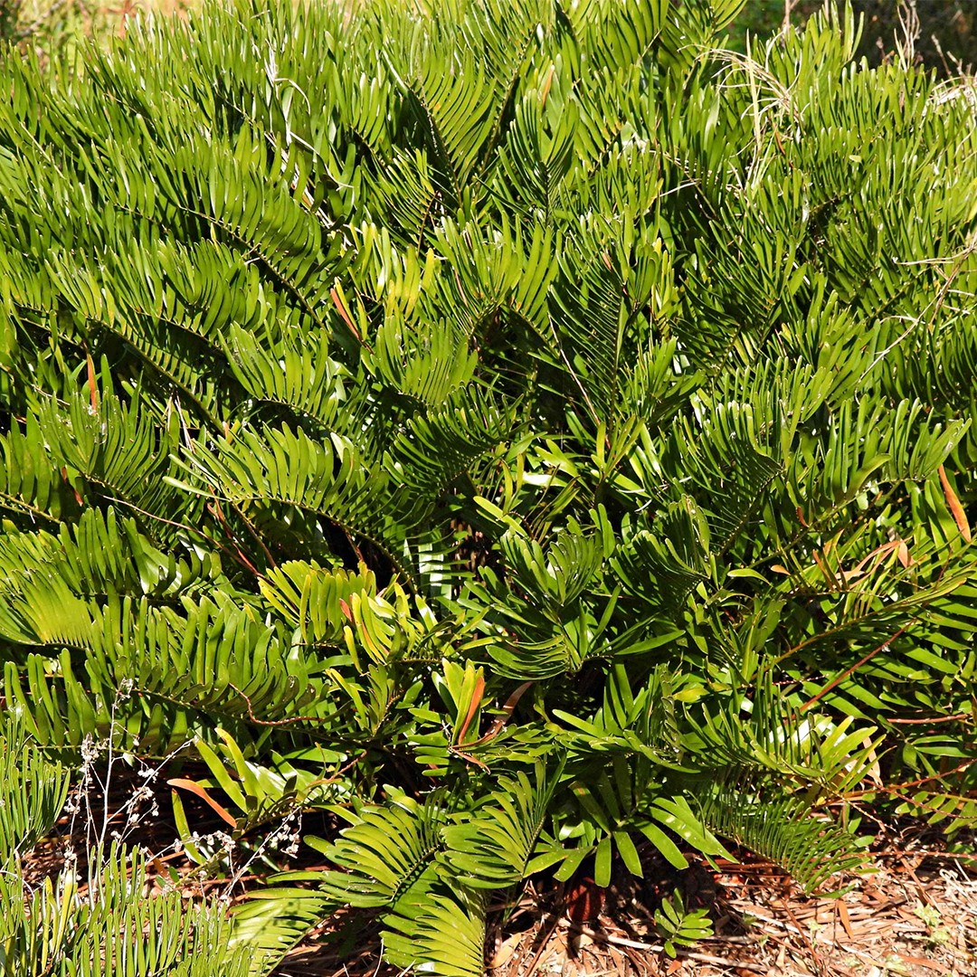 Cómo identificar Zamia integrifolia (Zamia integrifolia)
