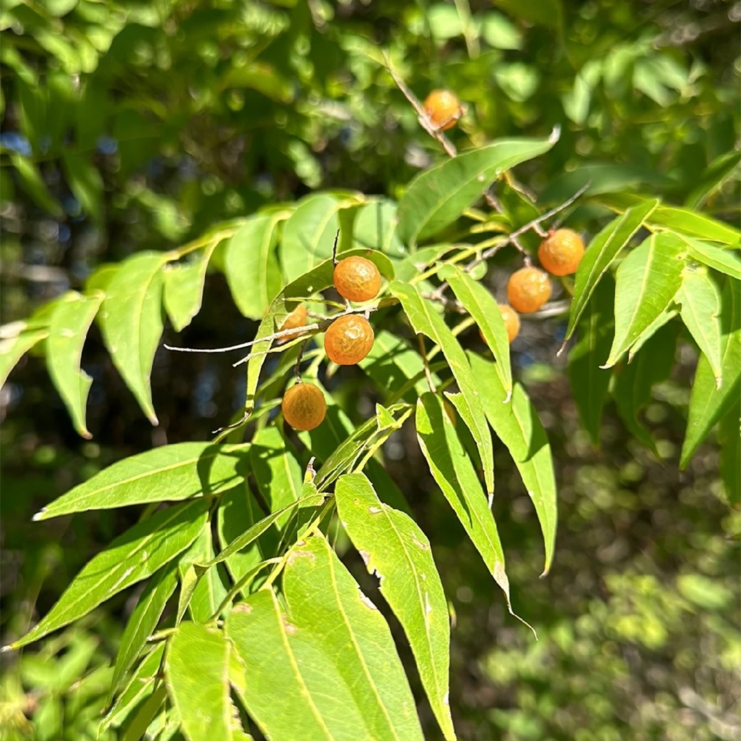 Sapindus (Sapindus) Flower, Leaf, Care, Uses - PictureThis