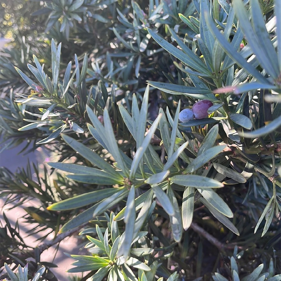 Подокарп (Podocarpus) - PictureThis