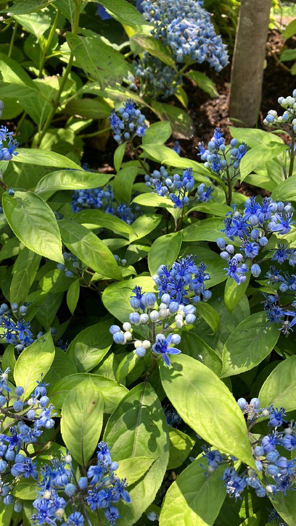 Blue evergreen hydrangea (Hydrangea febrifuga) Flower, Leaf, Care, Uses ...