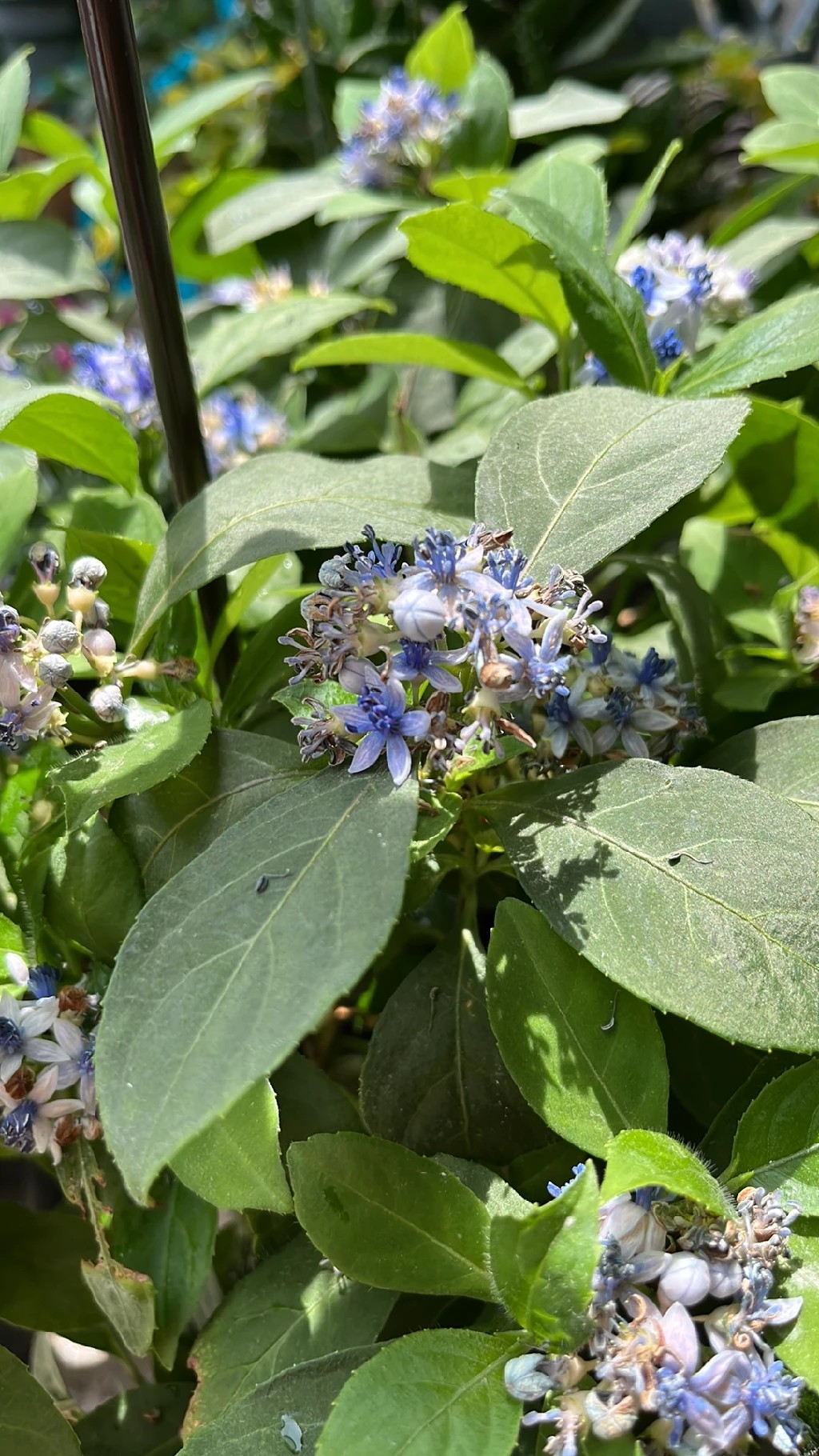 Blue evergreen hydrangea (Hydrangea febrifuga) Flower, Leaf, Care, Uses ...