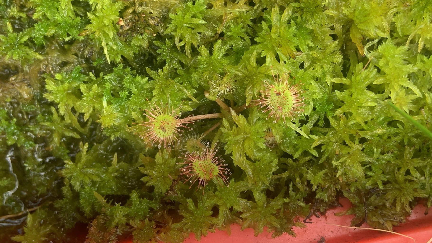 Atrapamoscas (Drosera rotundifolia) - PictureThis