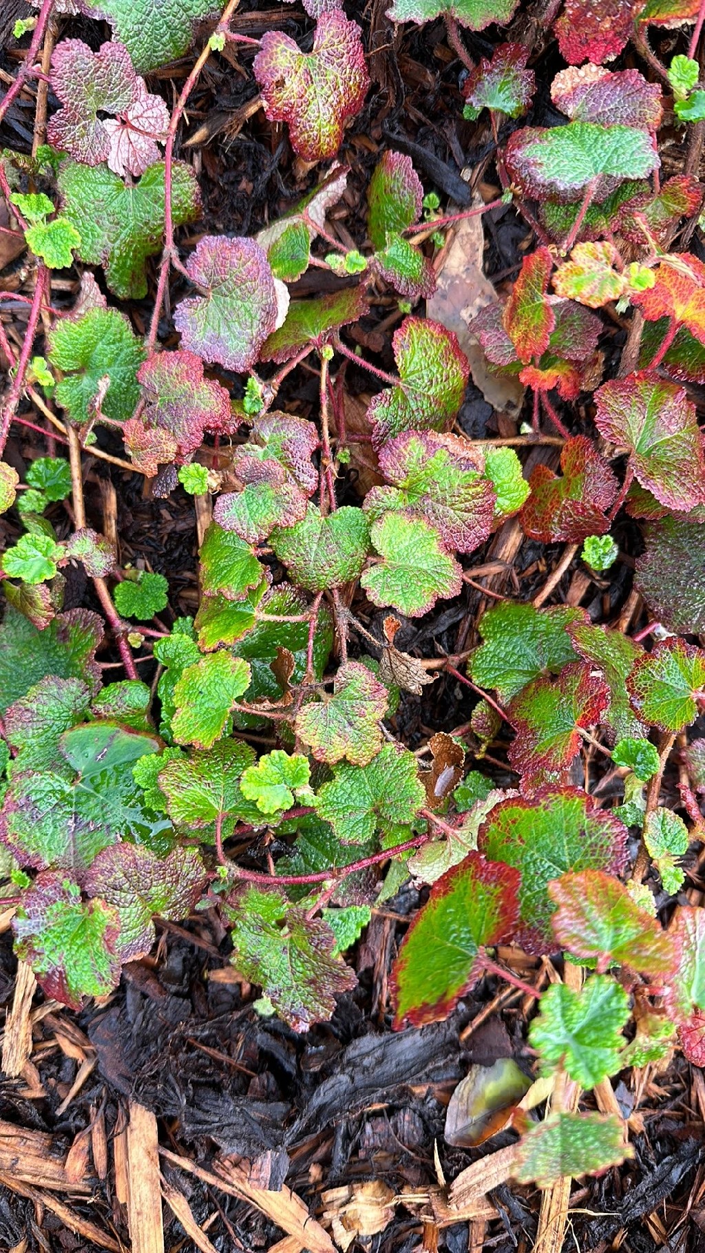 高山懸鉤子 (Rubus rolfei) 照顧，種植，繁殖，開花時間 - PictureThis