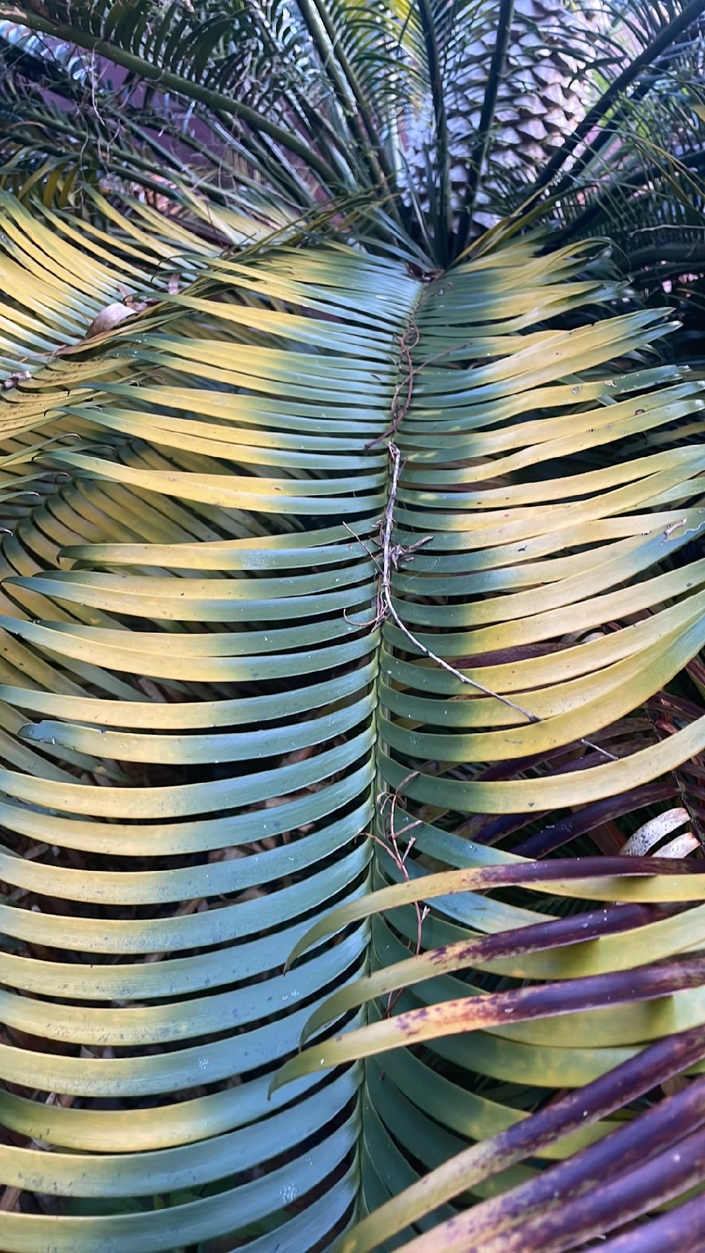Lepidozamia peroffskyana - PictureThis