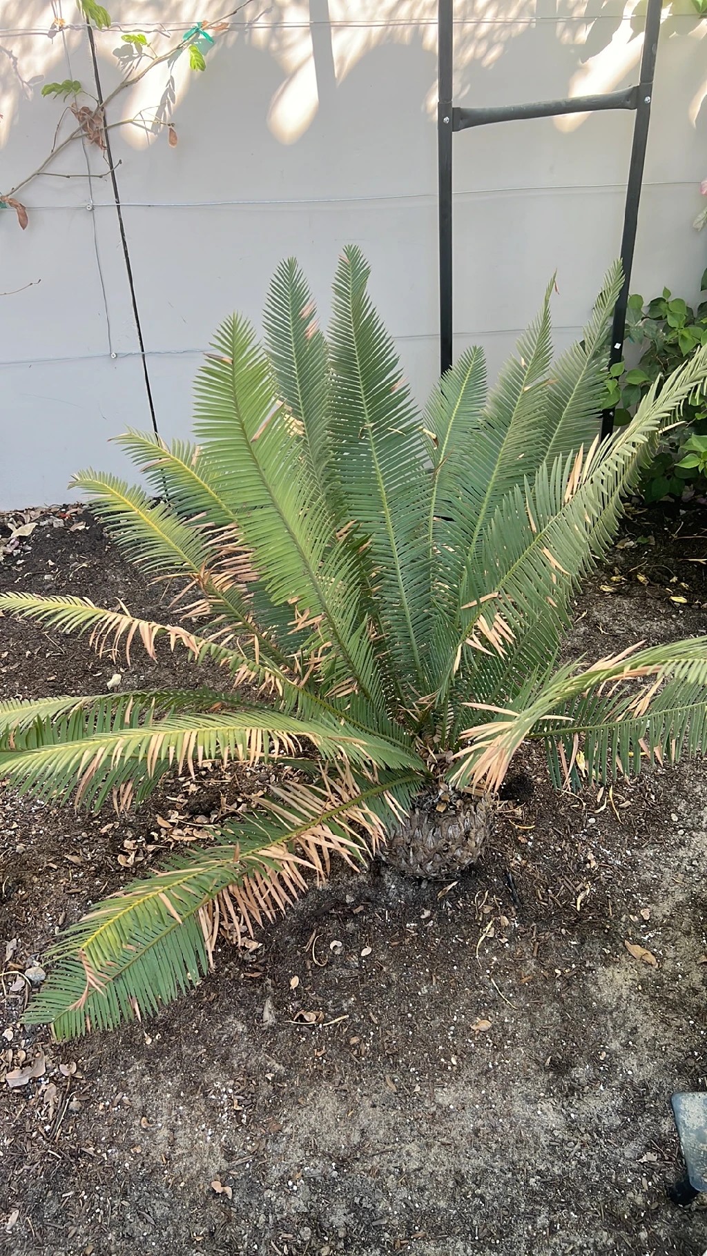 Dioon edule 照顧，種植，繁殖，開花時間 - PictureThis