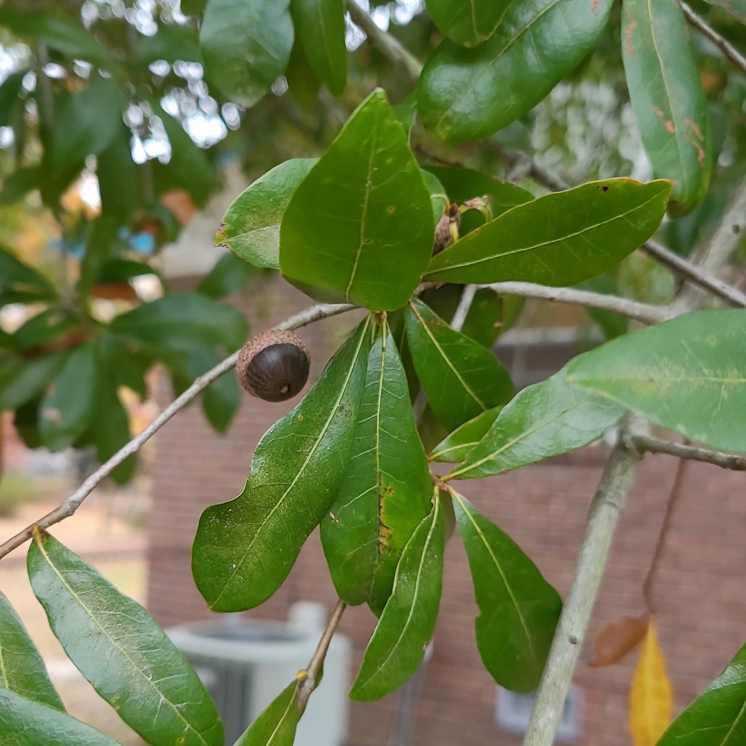 Quercus Hemisphaerica