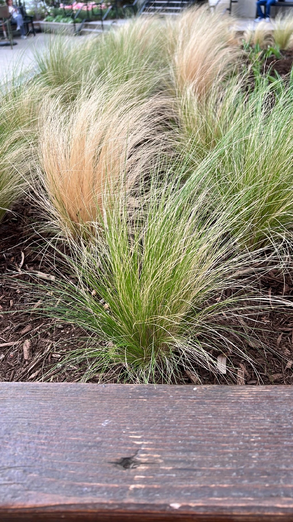How to Plant and Grow Finestem needlegrass(Nassella tenuissima)