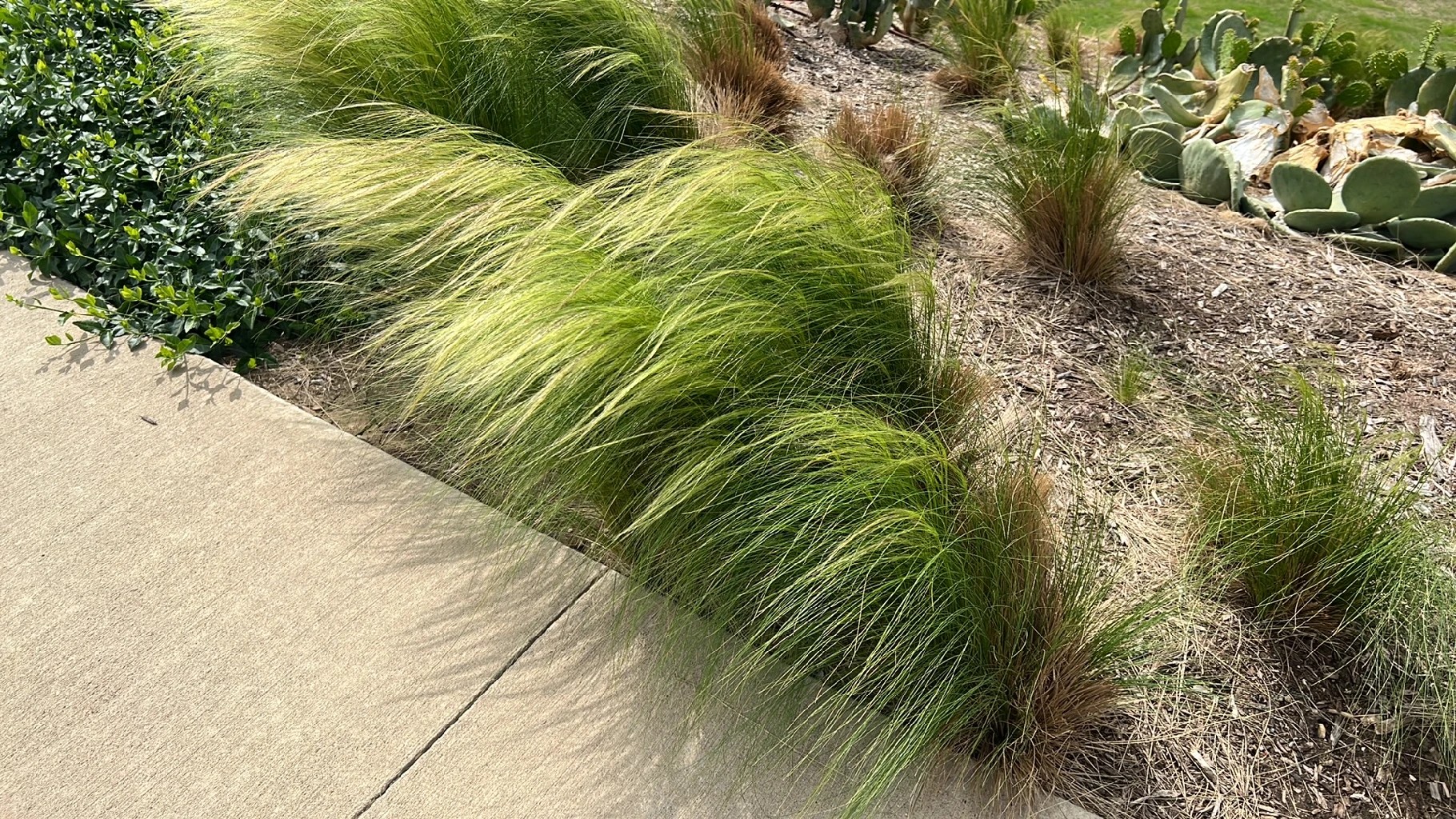 How to Plant and Grow Finestem needlegrass(Nassella tenuissima)