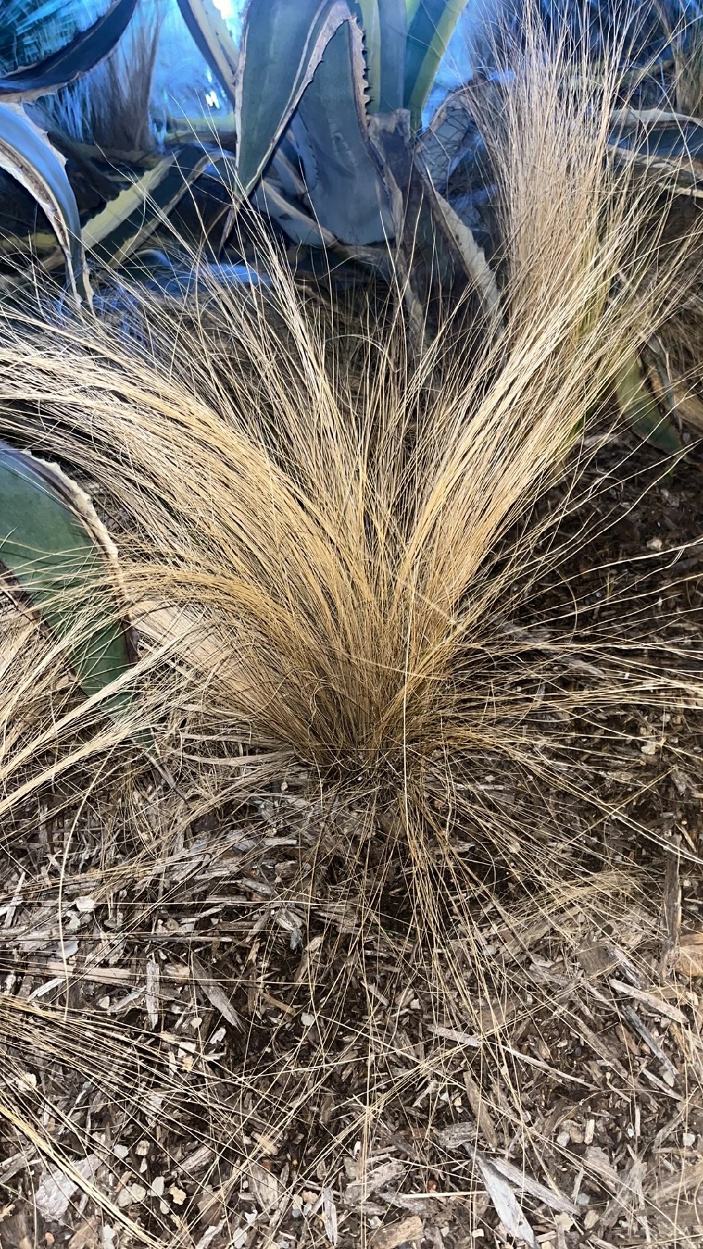 How to Plant and Grow Finestem needlegrass(Nassella tenuissima)