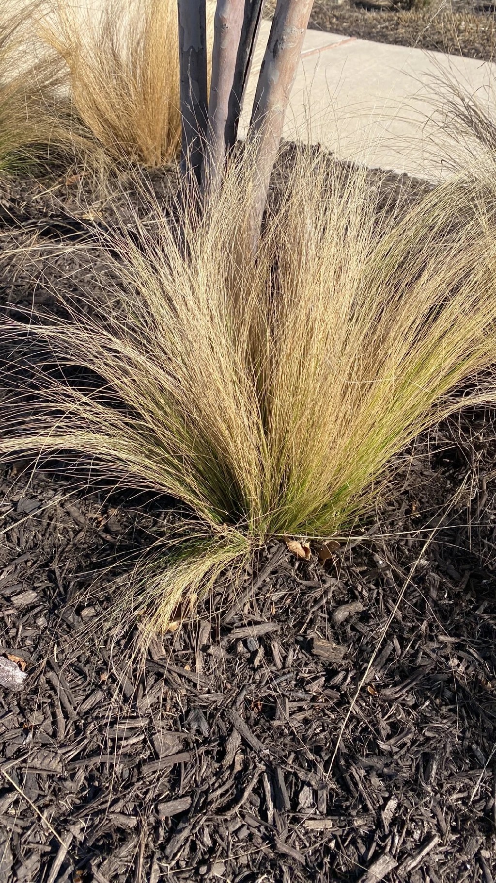 How to Plant and Grow Finestem needlegrass(Nassella tenuissima)