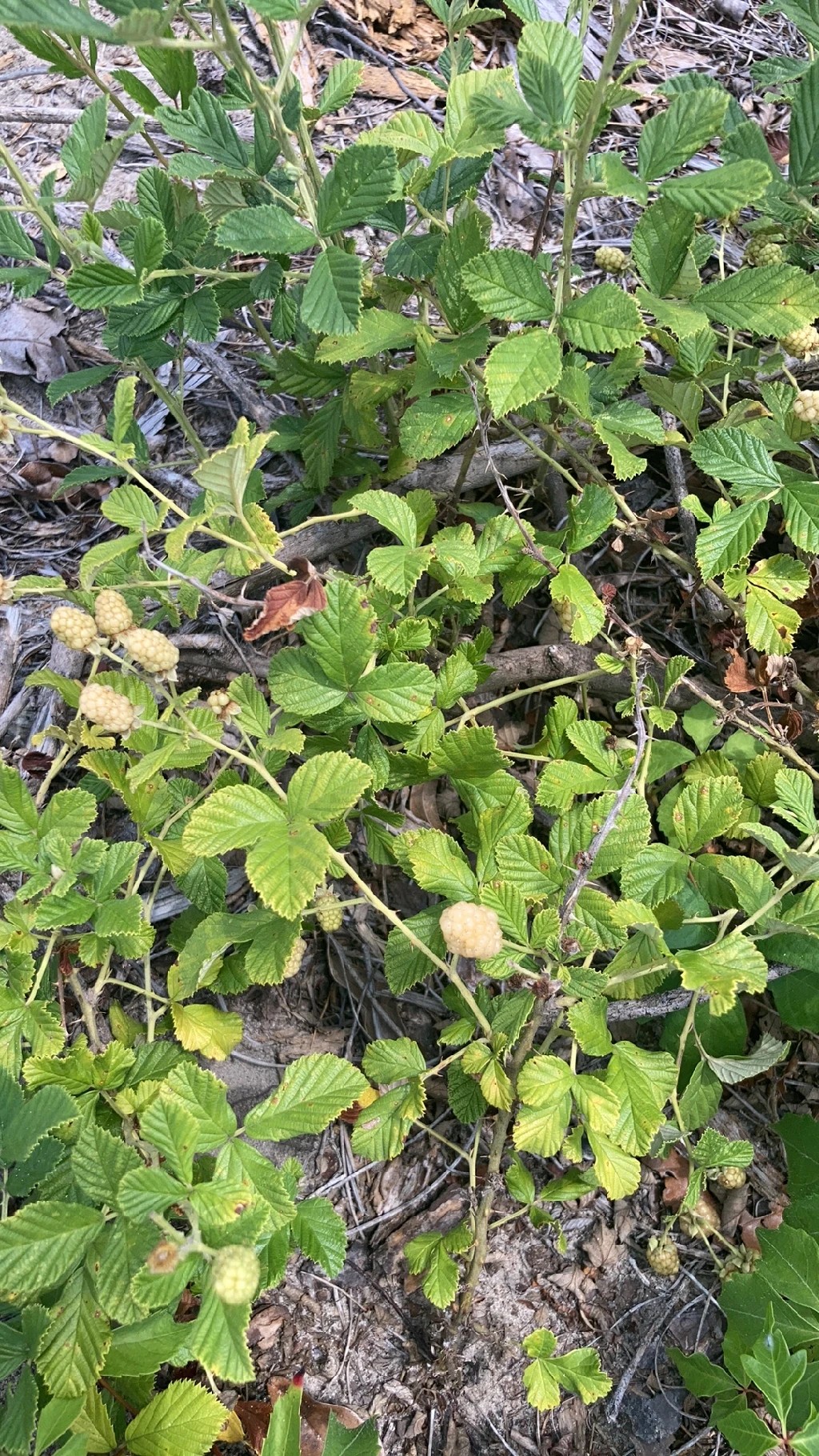 Rubus cuneifolius - PictureThis