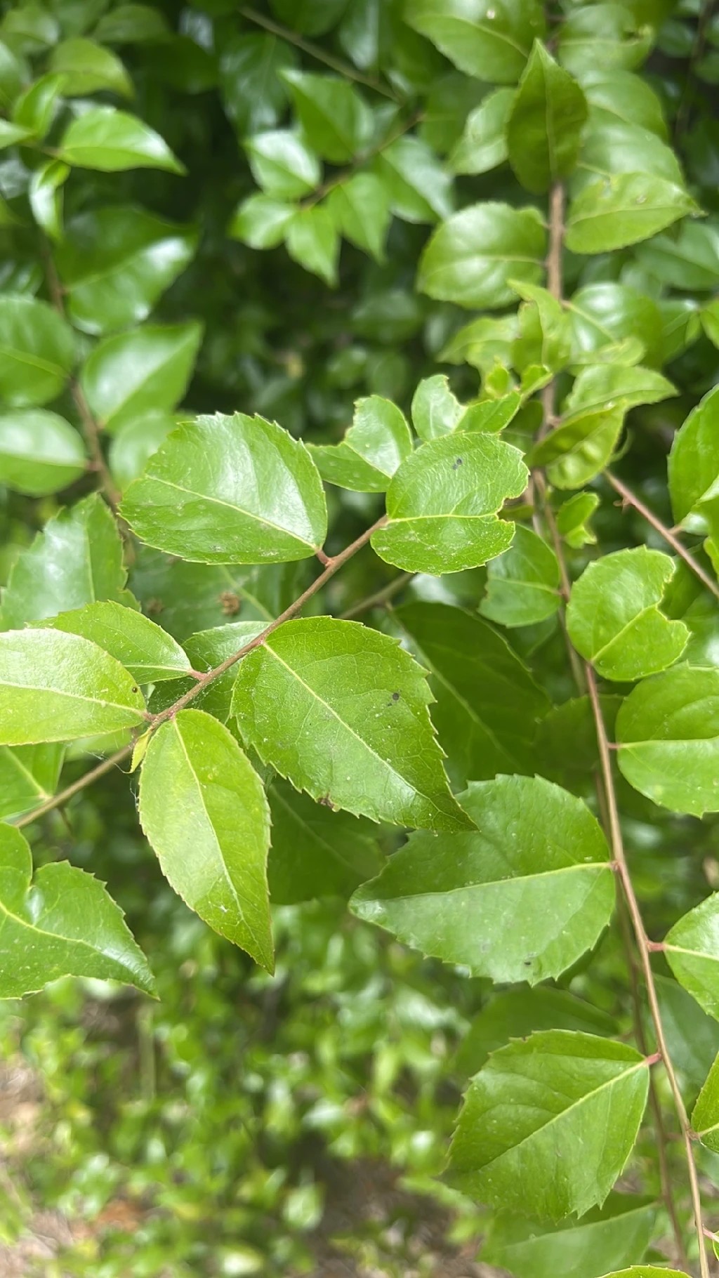 Xylosma congesta - PictureThis