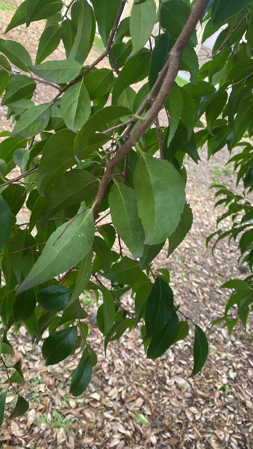 Xylosma congesta - PictureThis