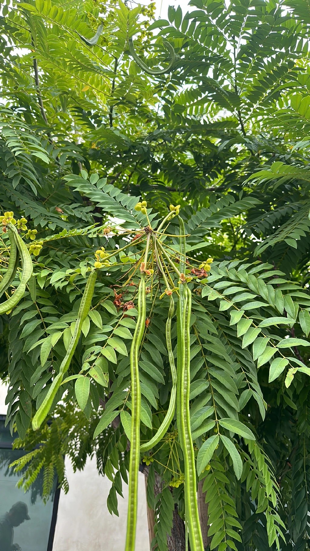 Gold medallion tree (Cassia leptophylla) Flower, Leaf, Care, Uses ...