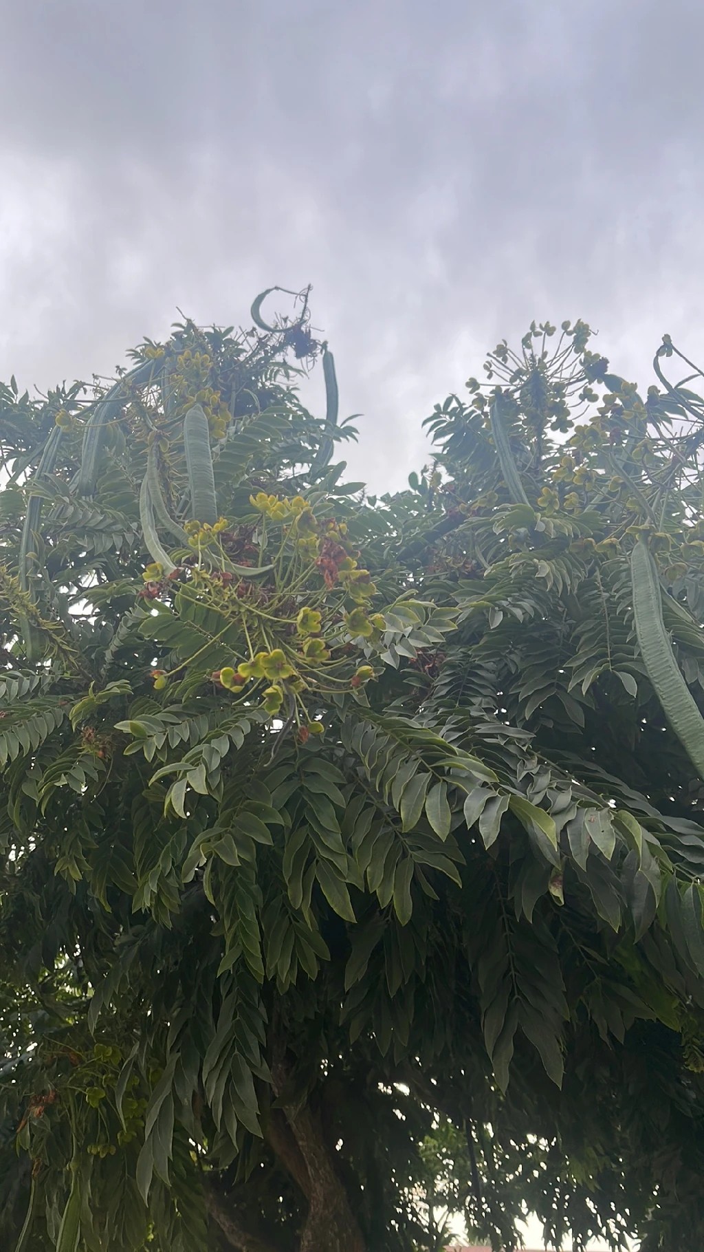 Gold medallion tree (Cassia leptophylla) Flower, Leaf, Care, Uses ...