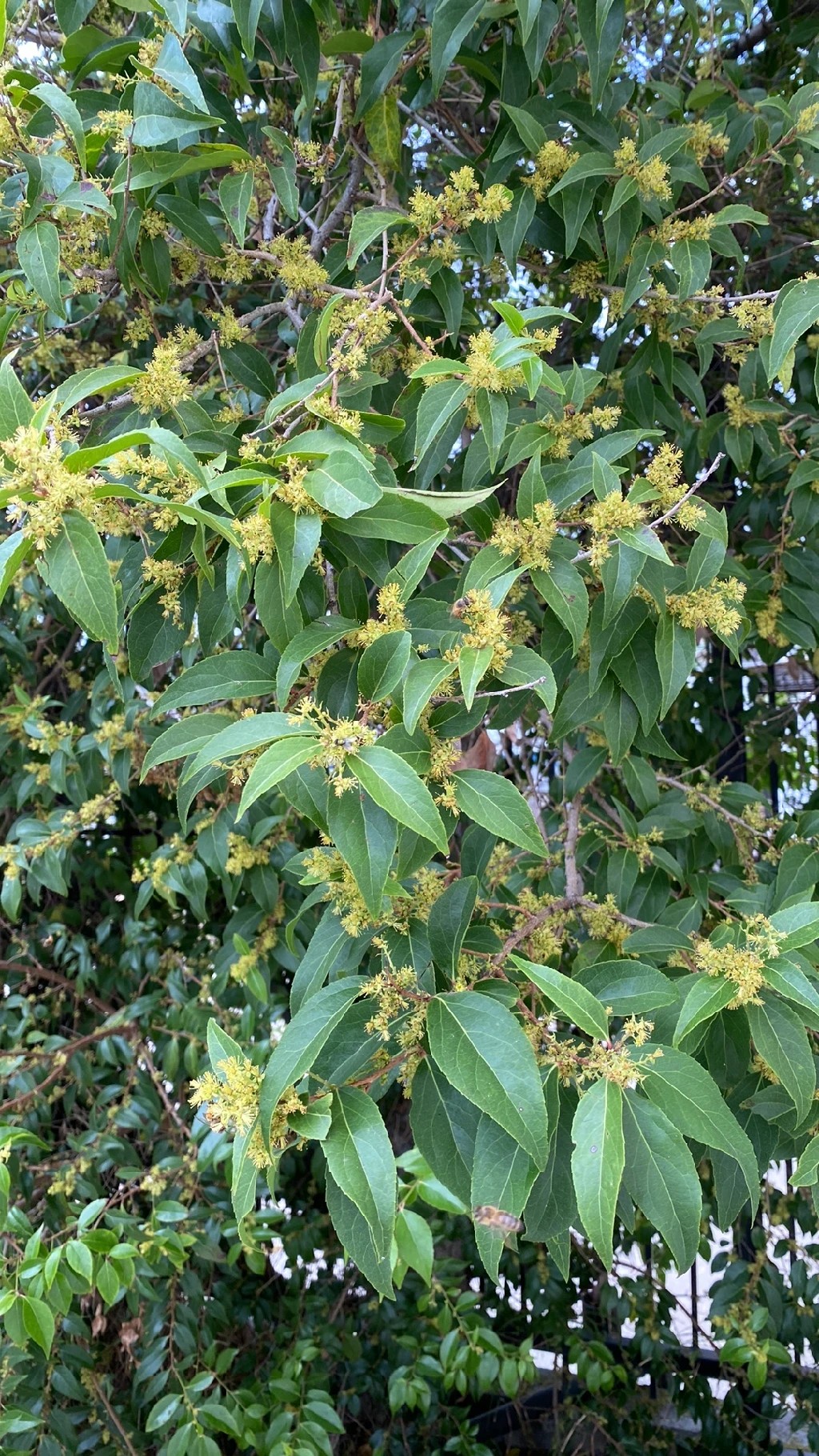 Xylosma congesta - PictureThis