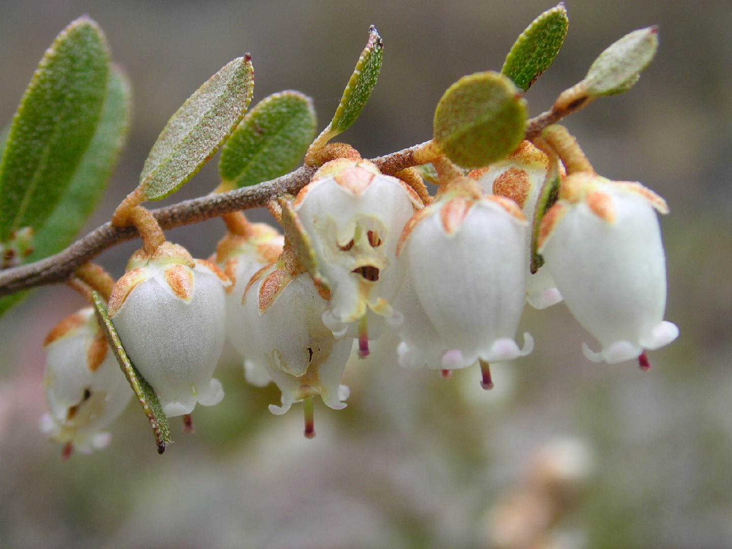 Cassandre caliculé (Chamaedaphne calyculata) - PictureThis