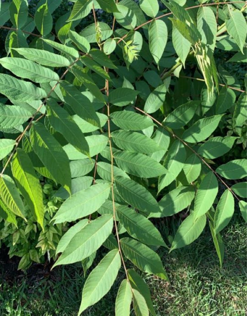 Toxicodendron trichocarpum - PictureThis