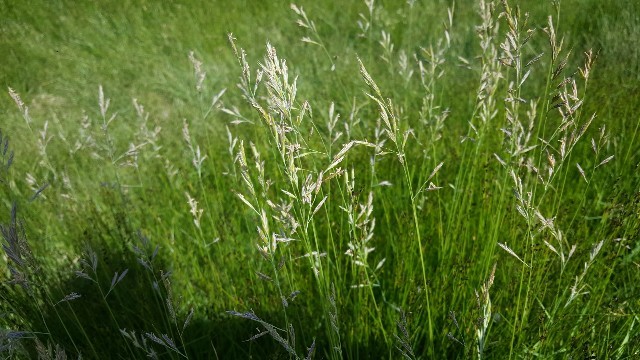 Cañuela roja (Festuca rubra) - PictureThis