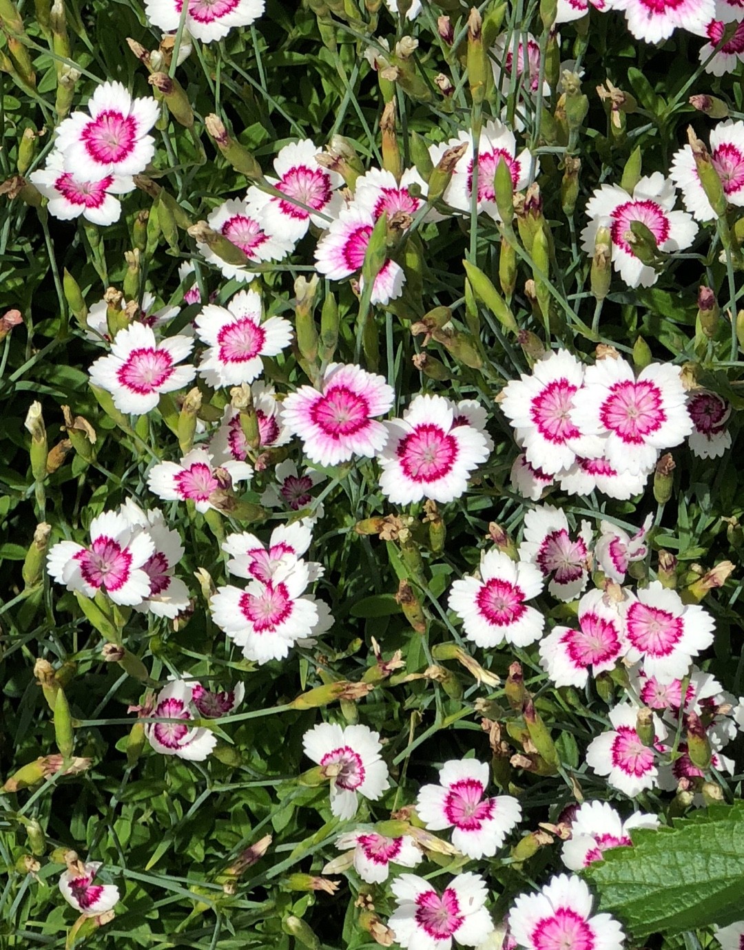 Dianthus (Dianthus) - PictureThis