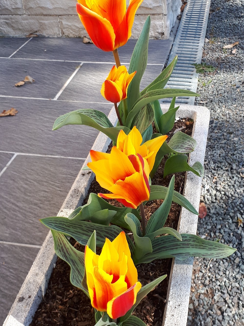 Tulipa greigii 'Cape Cod' - PictureThis
