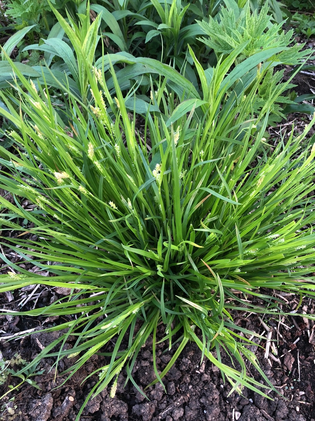 Carex blanda - PictureThis