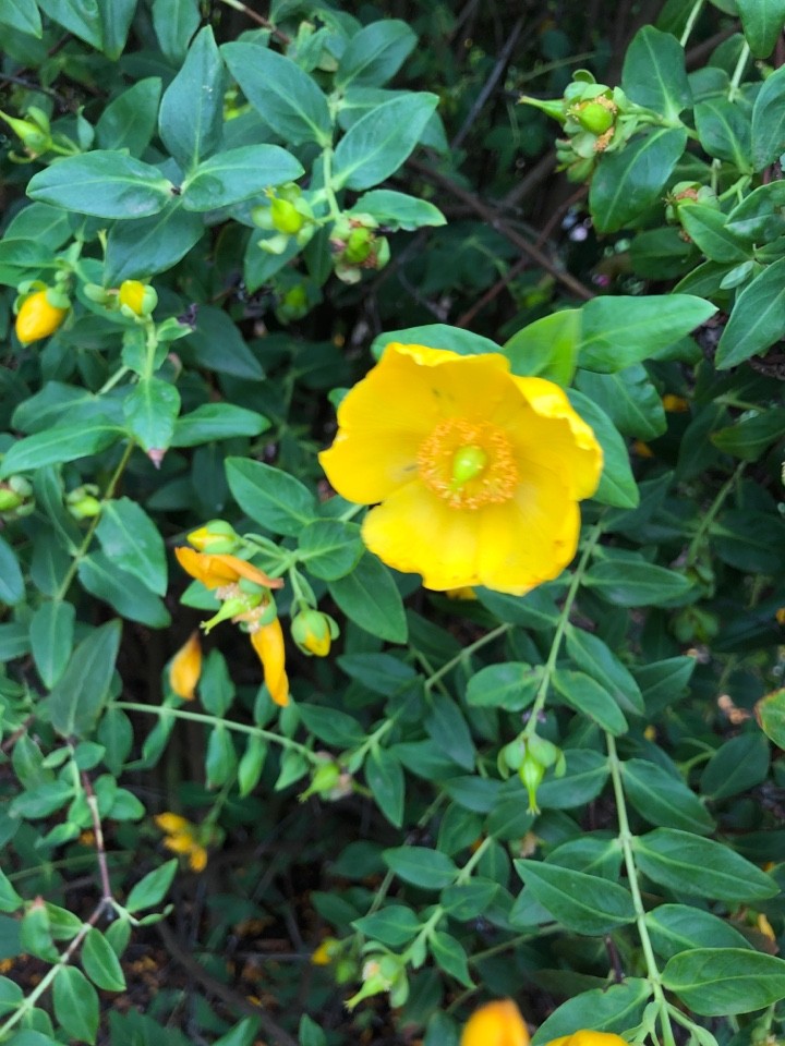 Hypericum 'Rowallane' - PictureThis