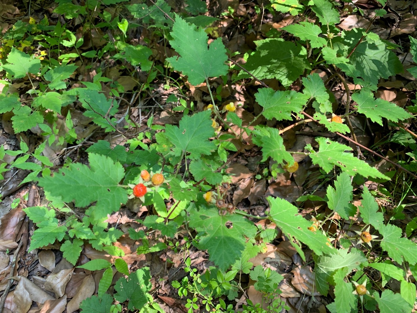 Rubus crataegifolius - PictureThis