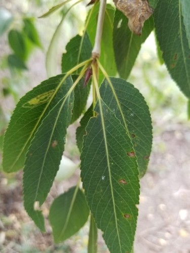 Narrowleaf cottonwood (Populus angustifolia) - PictureThis