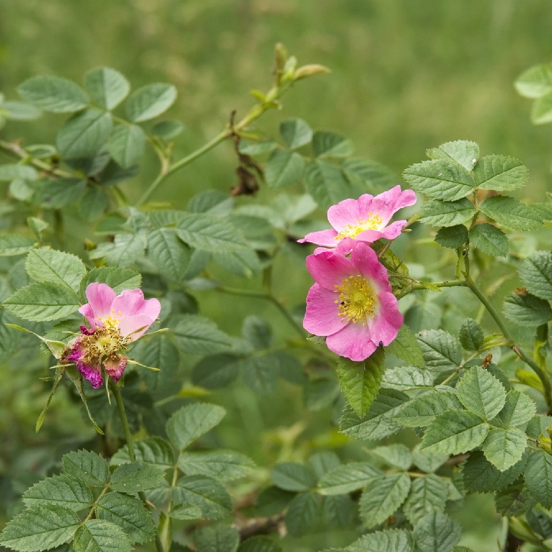 Églantier couleur de rouille (Rosa rubiginosa) - PictureThis