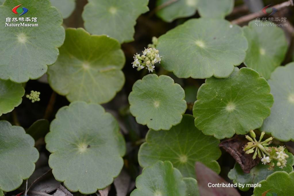 Hydrocotyle vulgaris (Hydrocotyle vulgaris) - PictureThis
