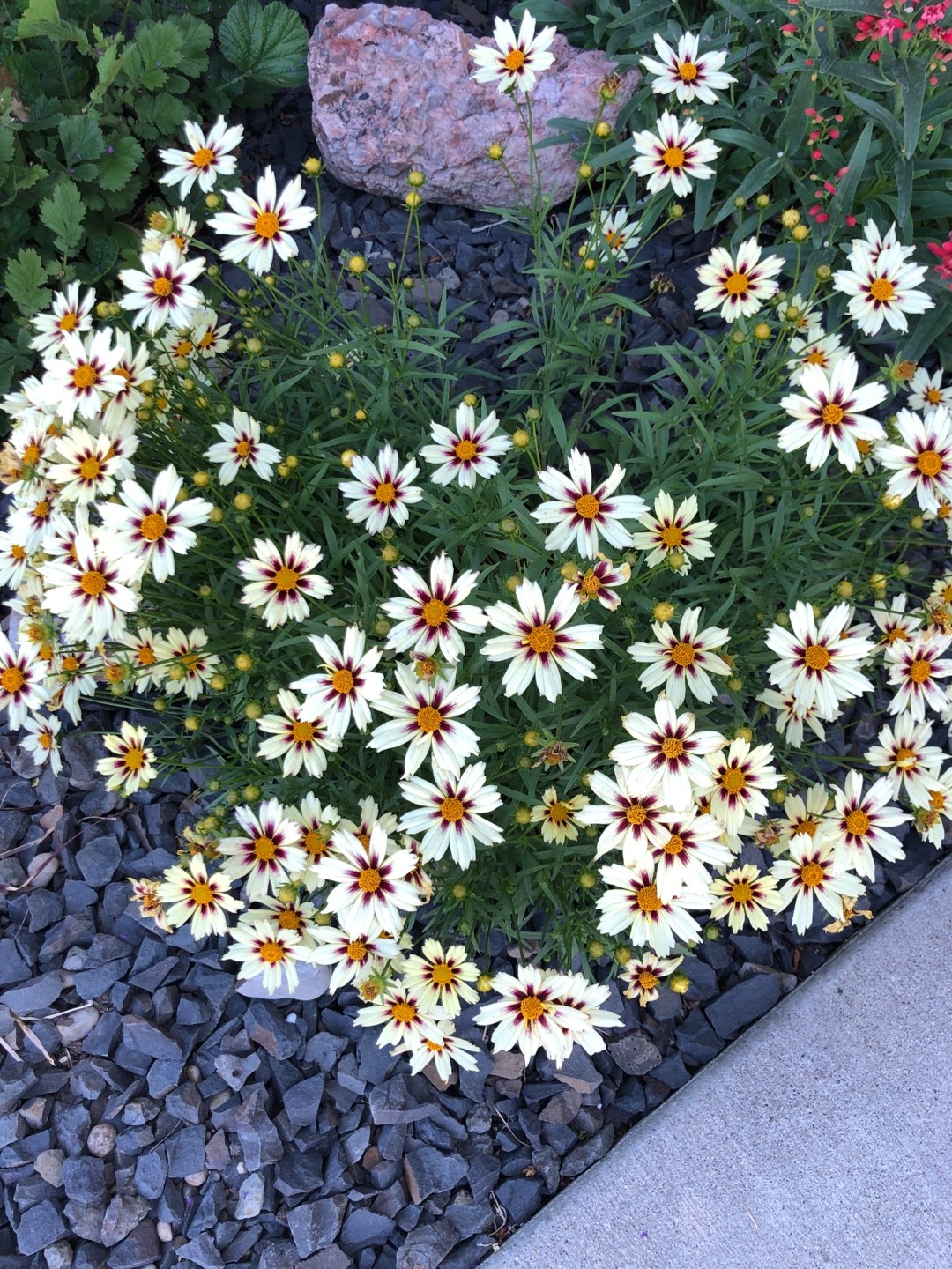 기생초속 (Coreopsis) - PictureThis