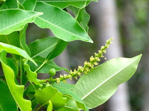 Sapium lateriflorum Flower, Leaf, Uses - PictureThis