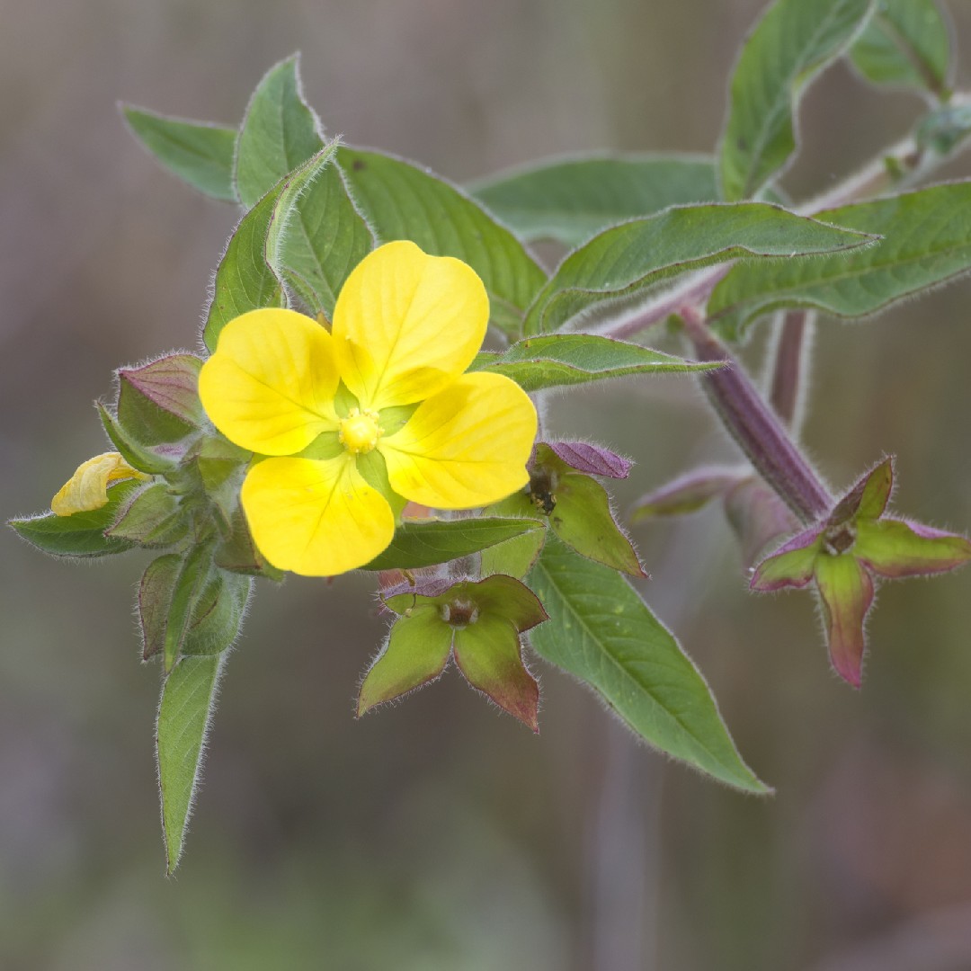 How tall is mexican Primrose-Willow? - PictureThis