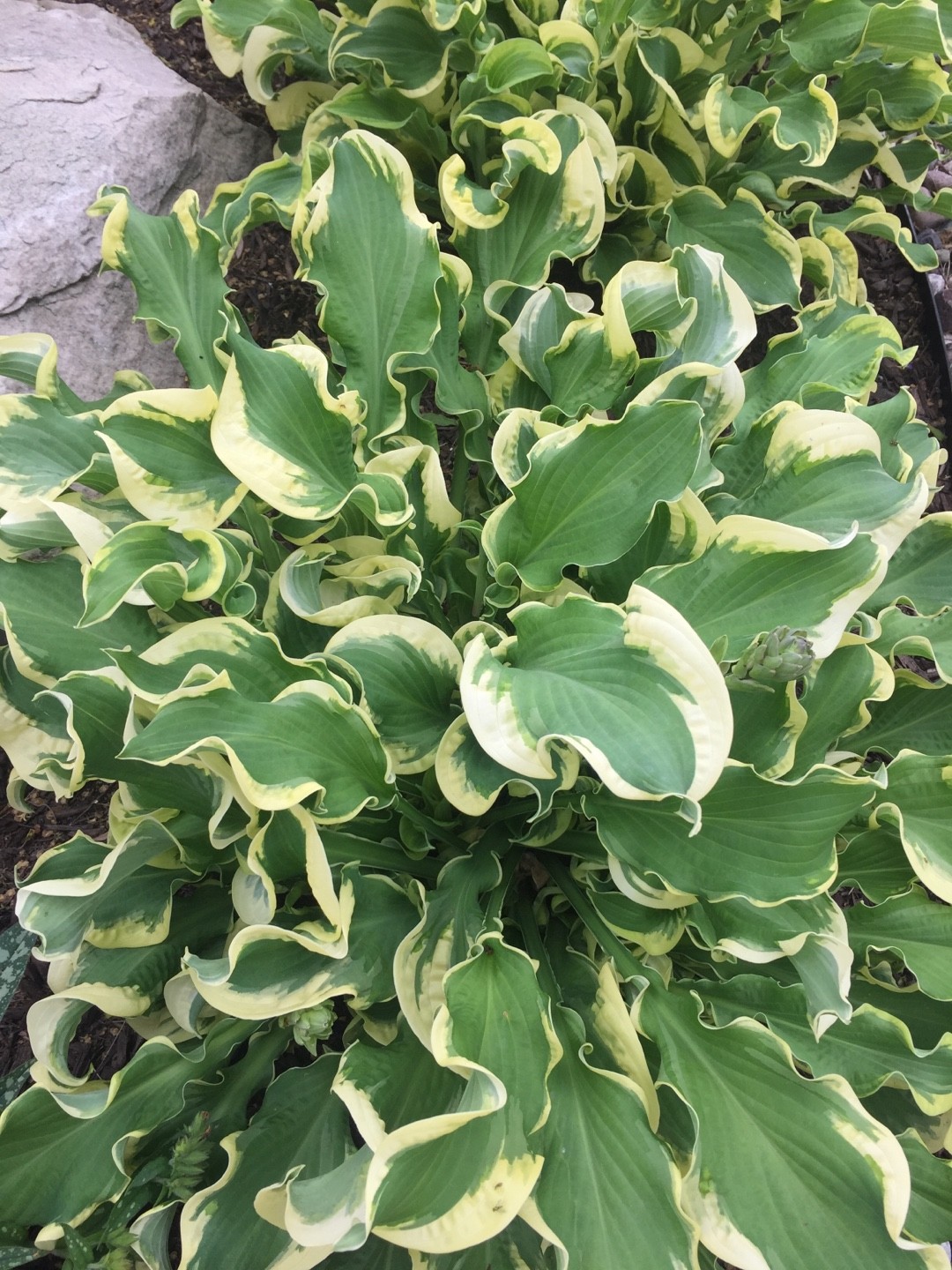 Hosta 'Mini Skirt' (Hosta 'Mini Skirt') - PictureThis