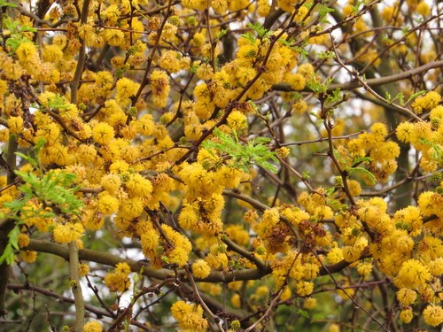 Vachellia caven - PictureThis