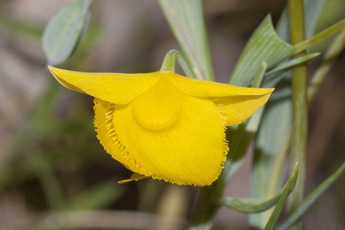 Calochortus amabilis 照顧，繁殖，開花時間 - PictureThis