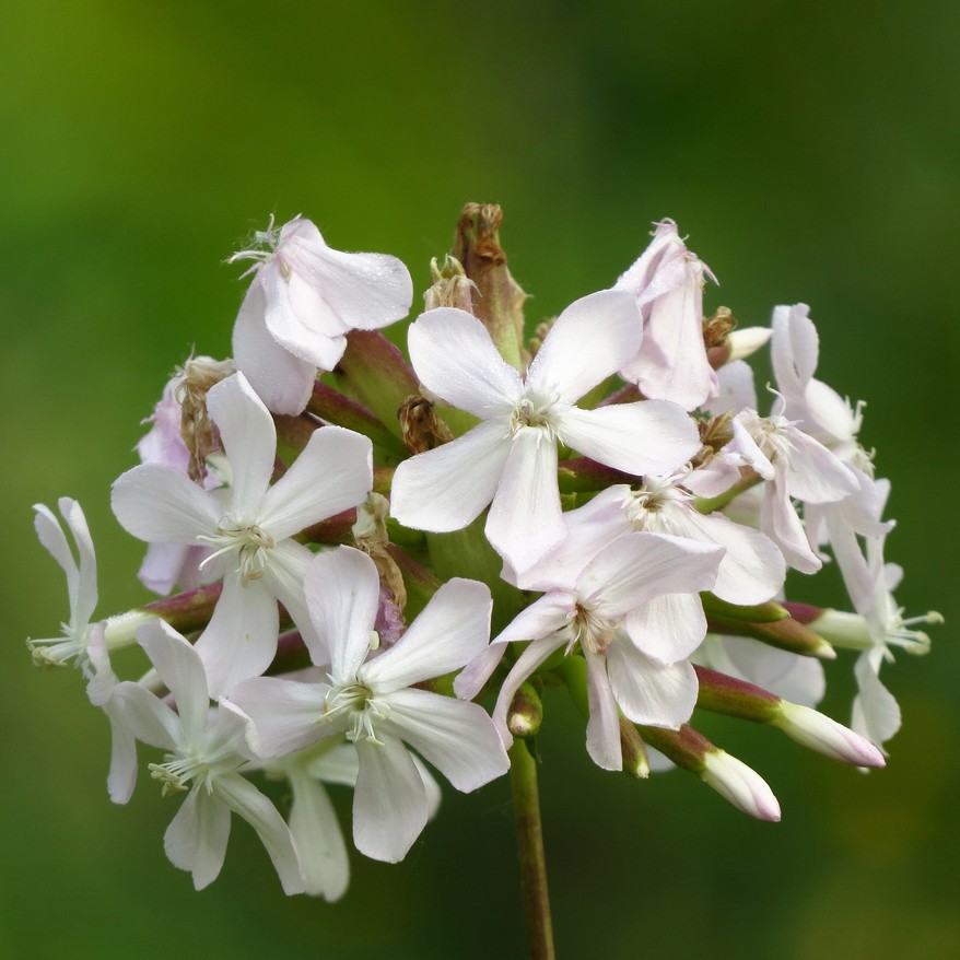 Saponaria (Saponaria officinalis) - PictureThis