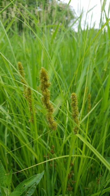 Carex vulpinoidea - PictureThis