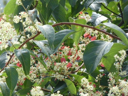 Lei gong teng (Tripterygium wilfordii) - PictureThis