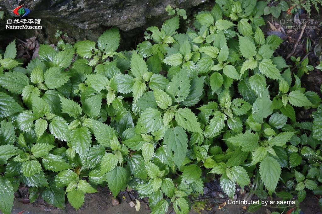 Laportea bulbifera - PictureThis