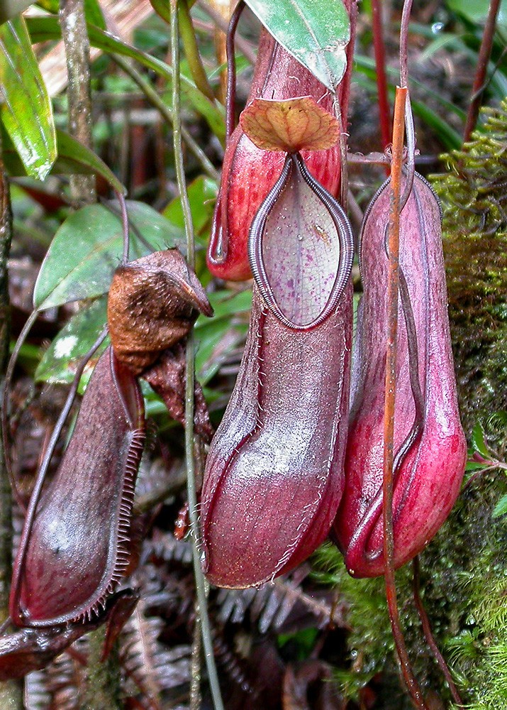 Nepenthes tentaculata - PictureThis