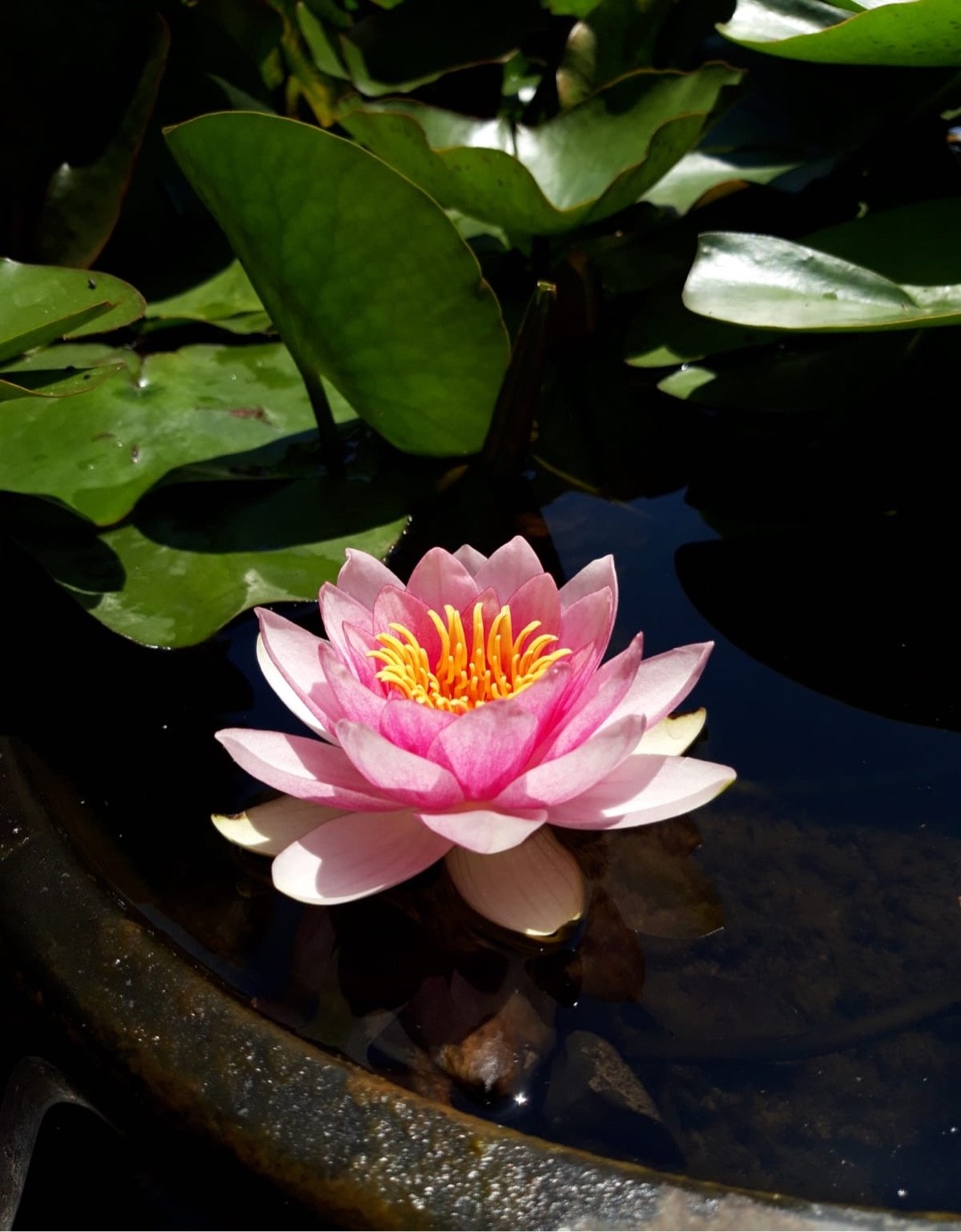 Nymphaea tetragona 'Pygmaea Rubra' Flower, Leaf, Uses - PictureThis