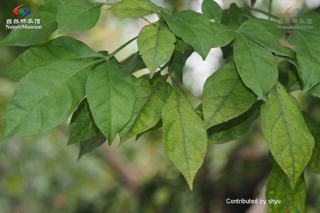 Parmentiera cereifera 花言葉，学名，よくある質問 - PictureThis