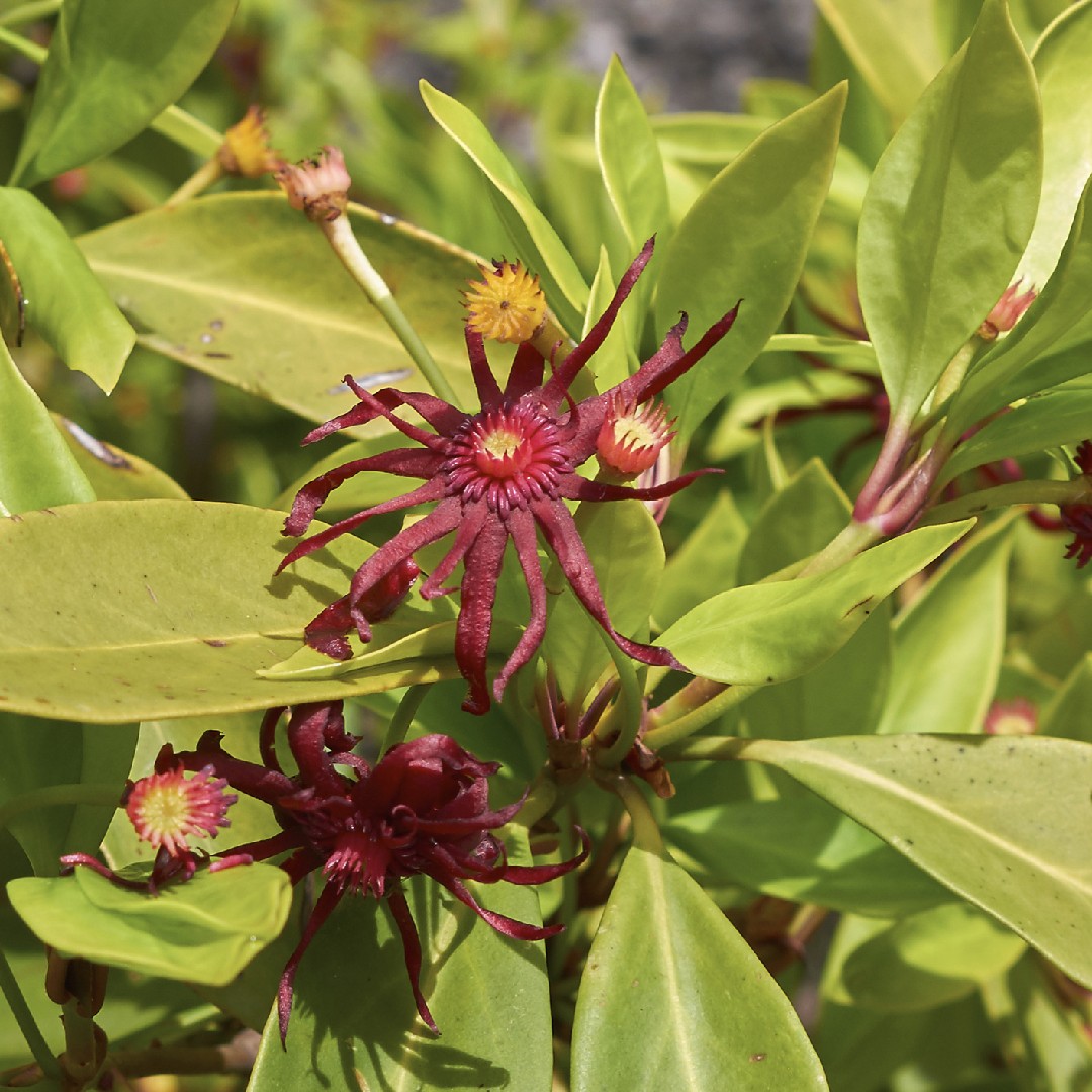 Illicium floridanum - PictureThis