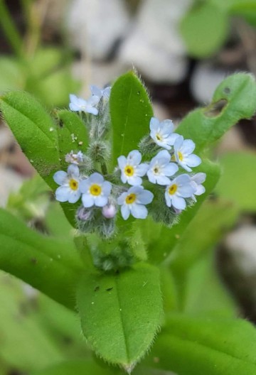 Lappula redowskii (Lappula redowskii) - PictureThis